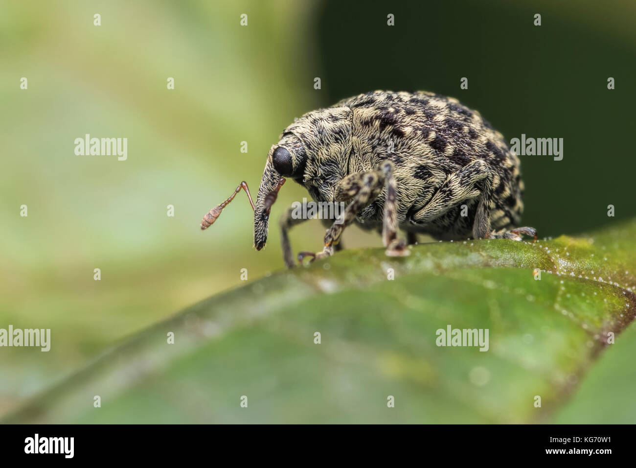Figwort Weevil (Cionus hortulanus) on figwort leaf. Tipperary, Ireland ...