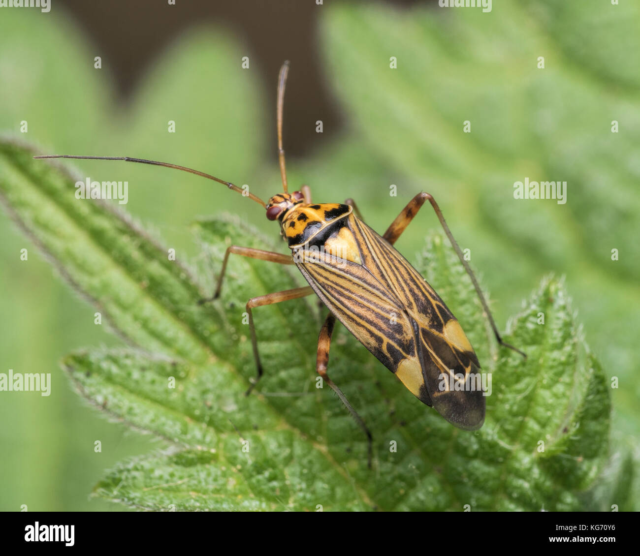 Striped Oak Bug (Rhabdomiris striatellus) on nettle. Tipperary, Ireland ...
