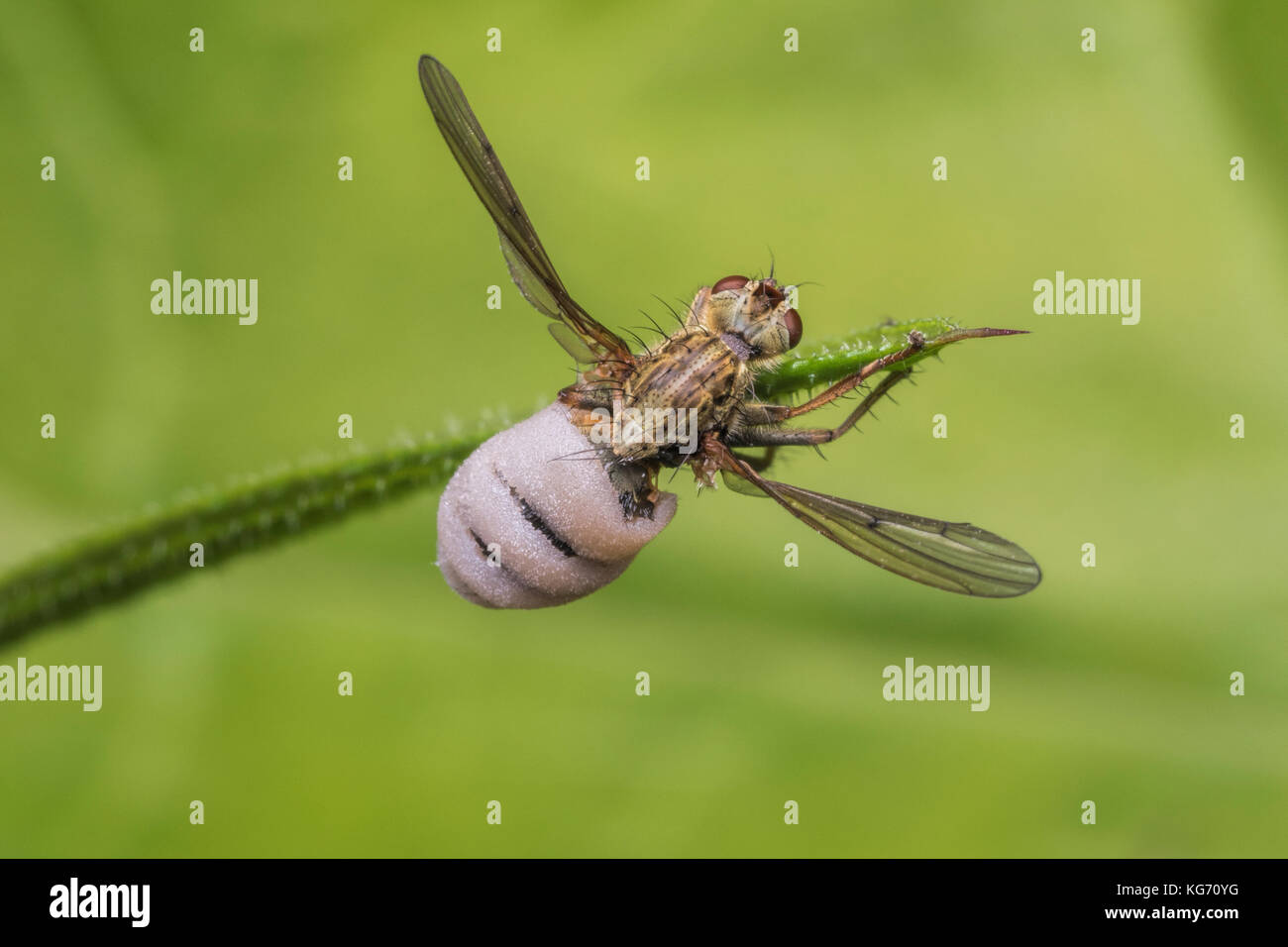 Yellow Dung Fly (Scathophaga stercoraria) infected with the ...