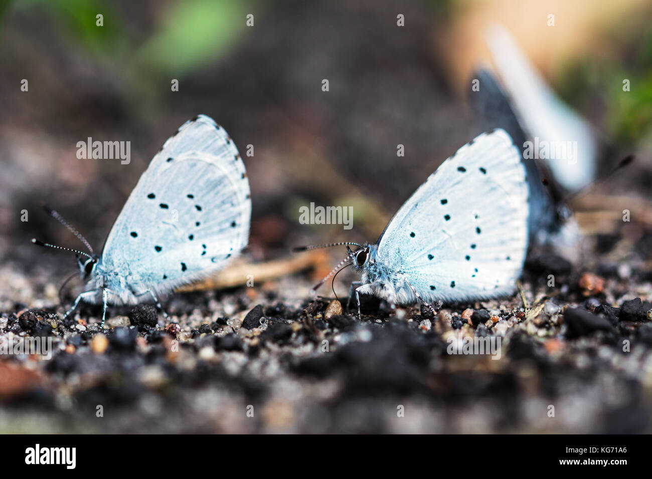 Two blue butterflies on a forest path - closeup Stock Photo - Alamy