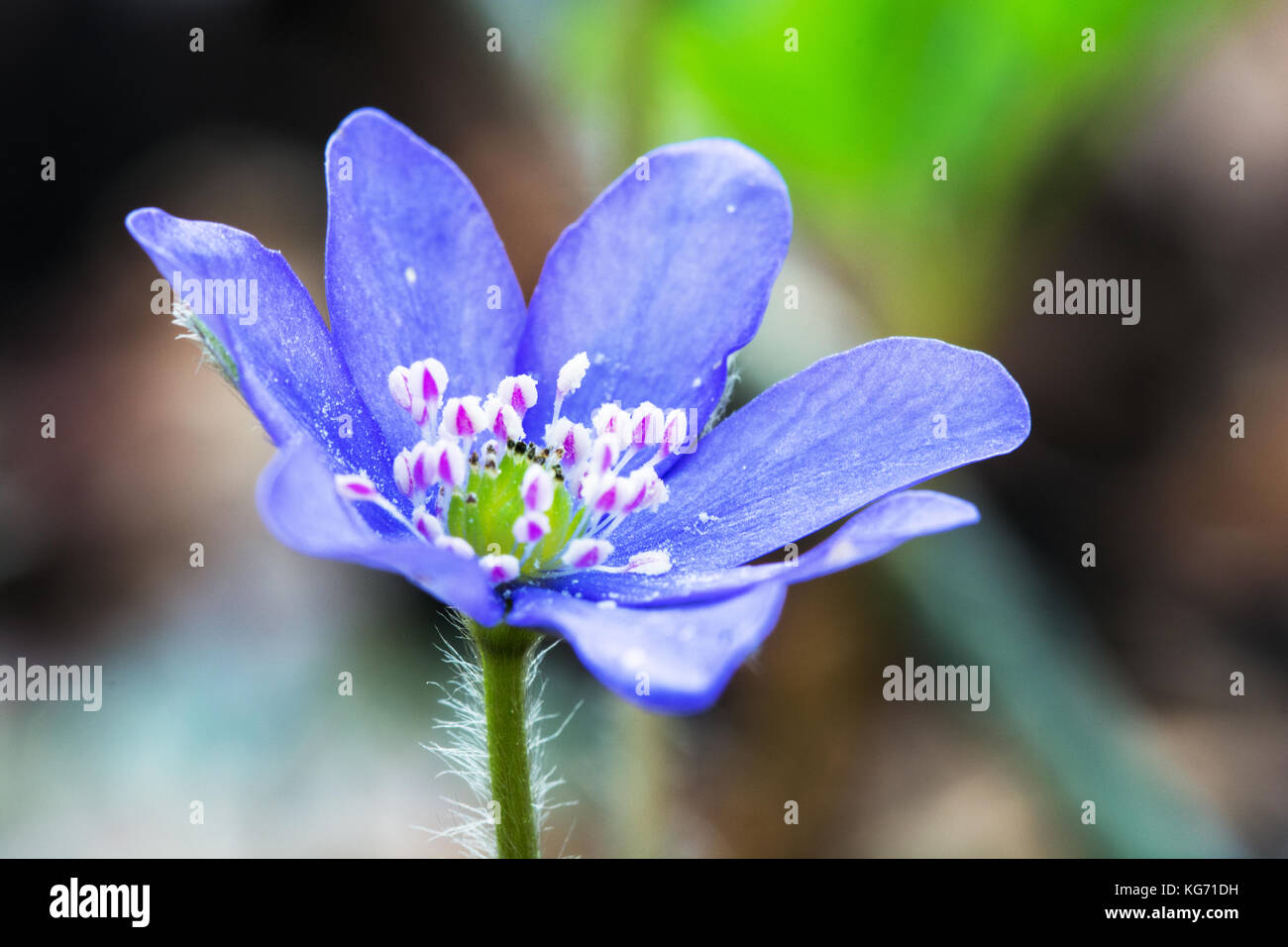 Hepatica hi-res stock photography and images - Alamy