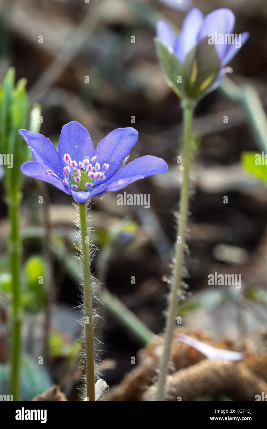 Two blue hepatica nobilis flowers in spring forest undergrowth Stock ...