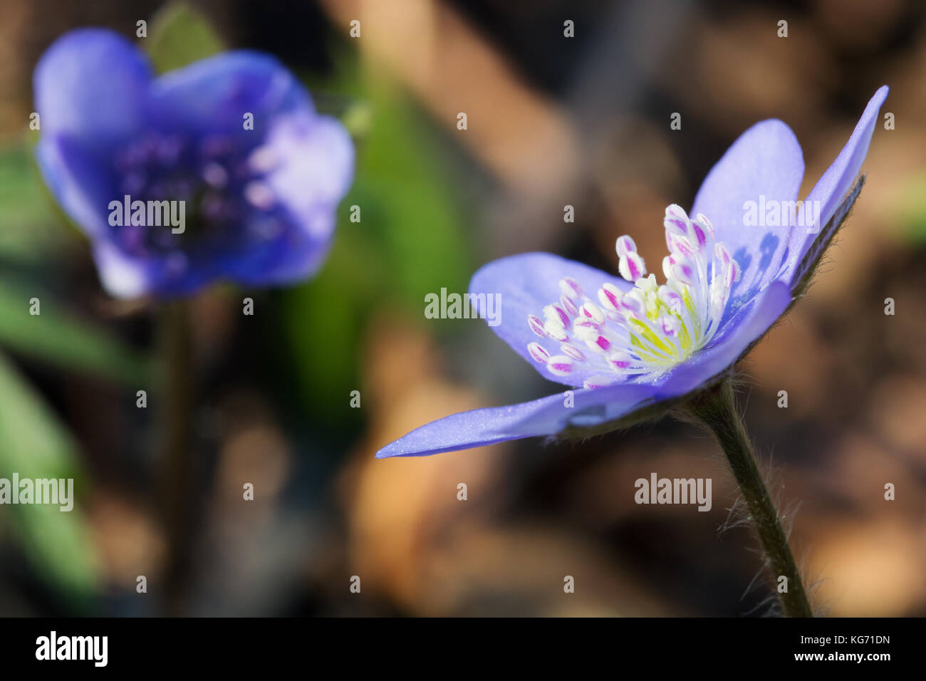 Blue flowers hepatica nobilis hi-res stock photography and images - Alamy