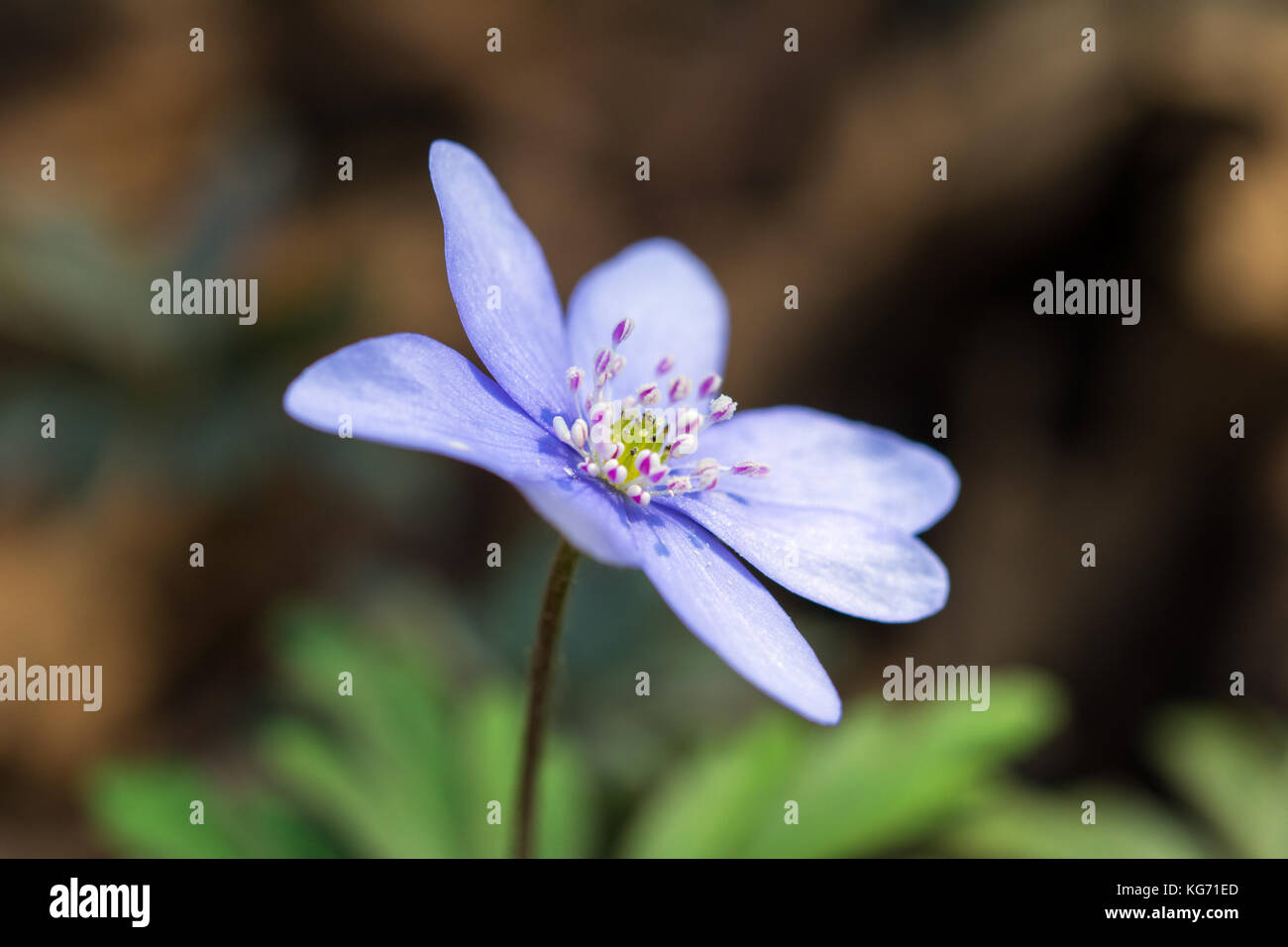 Blue dawn flower hi-res stock photography and images - Alamy