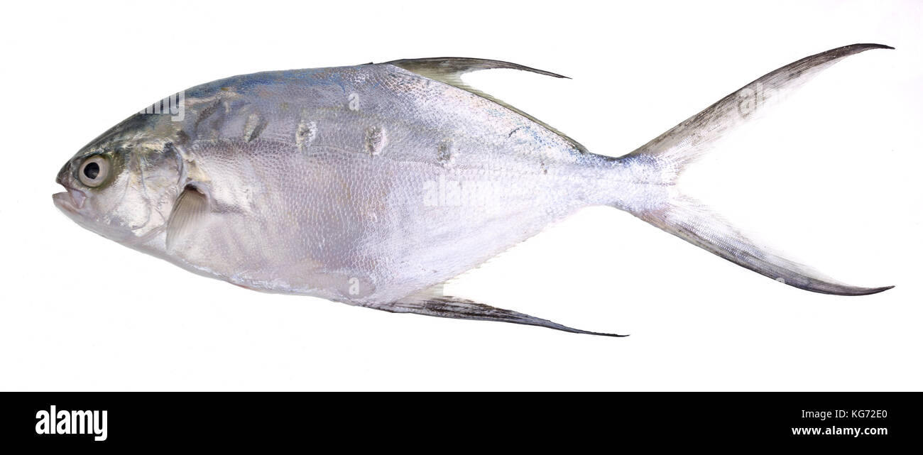 The swallowtail dart, Trachinotus coppingeri, has a silvery body with a ...