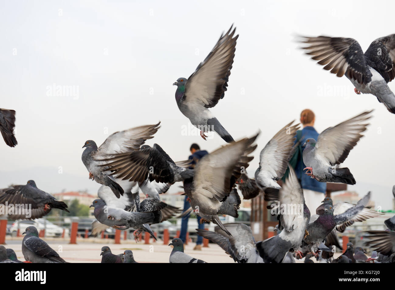 Dove flying pigeon group, timid Group down the street Stock Photo - Alamy