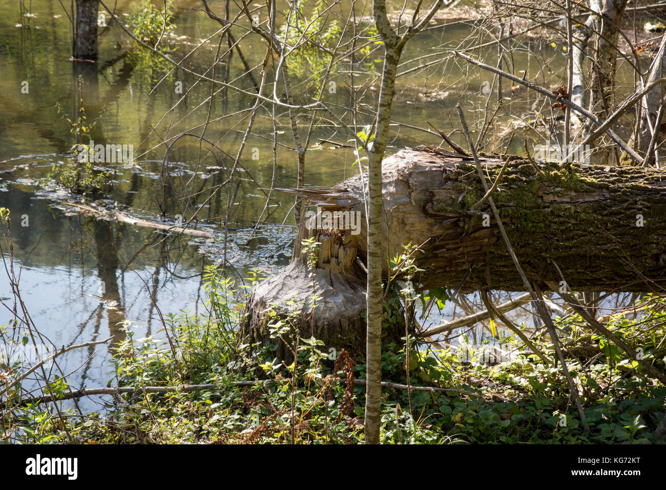 trees cutted by beaver lying in water Stock Photo - Alamy