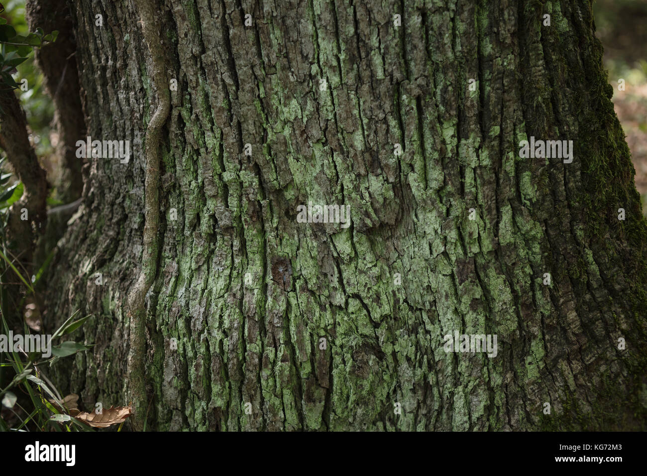 Tree trunk detail texture as natural background Stock Photo - Alamy