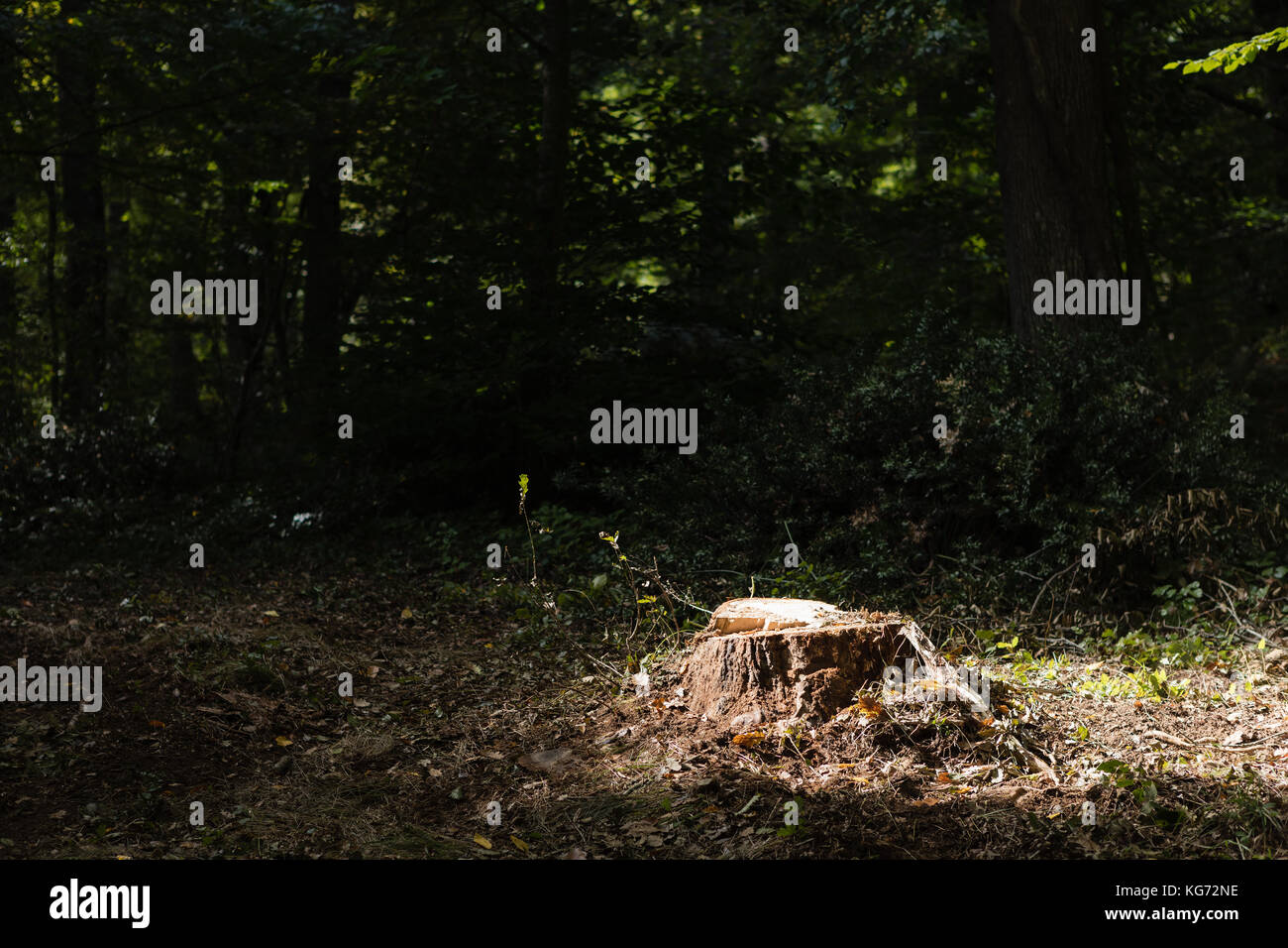 Stump of a newly sawed tree with illuminating sunlight Stock Photo - Alamy