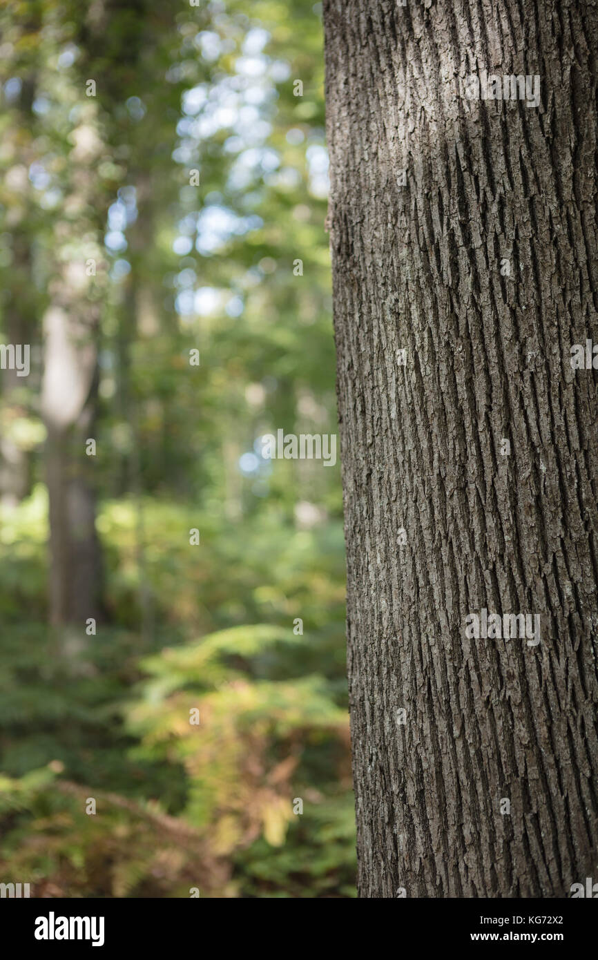 Tree trunk detail texture as natural background Stock Photo - Alamy
