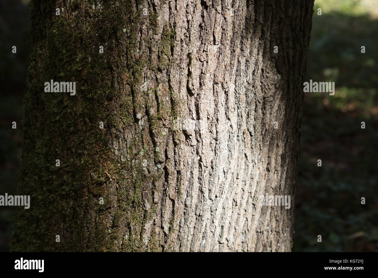 Tree trunk detail texture as natural background Stock Photo - Alamy