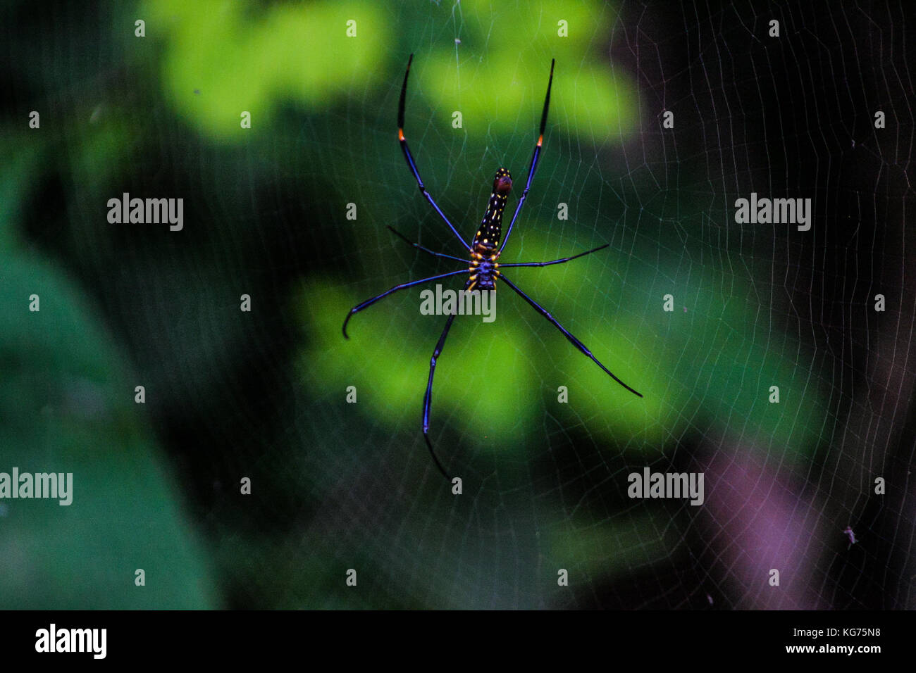 Most beautiful spiders hi-res stock photography and images - Alamy