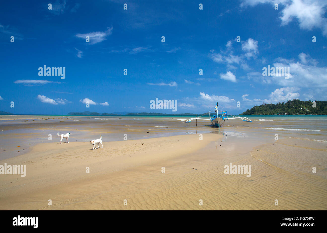 Dogs on beach at Port Barton, Palawan Island Stock Photo - Alamy