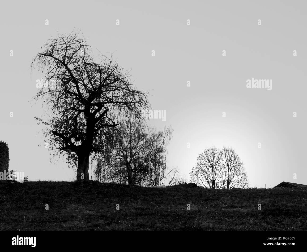 Scary dark forest Stock Photo - Alamy