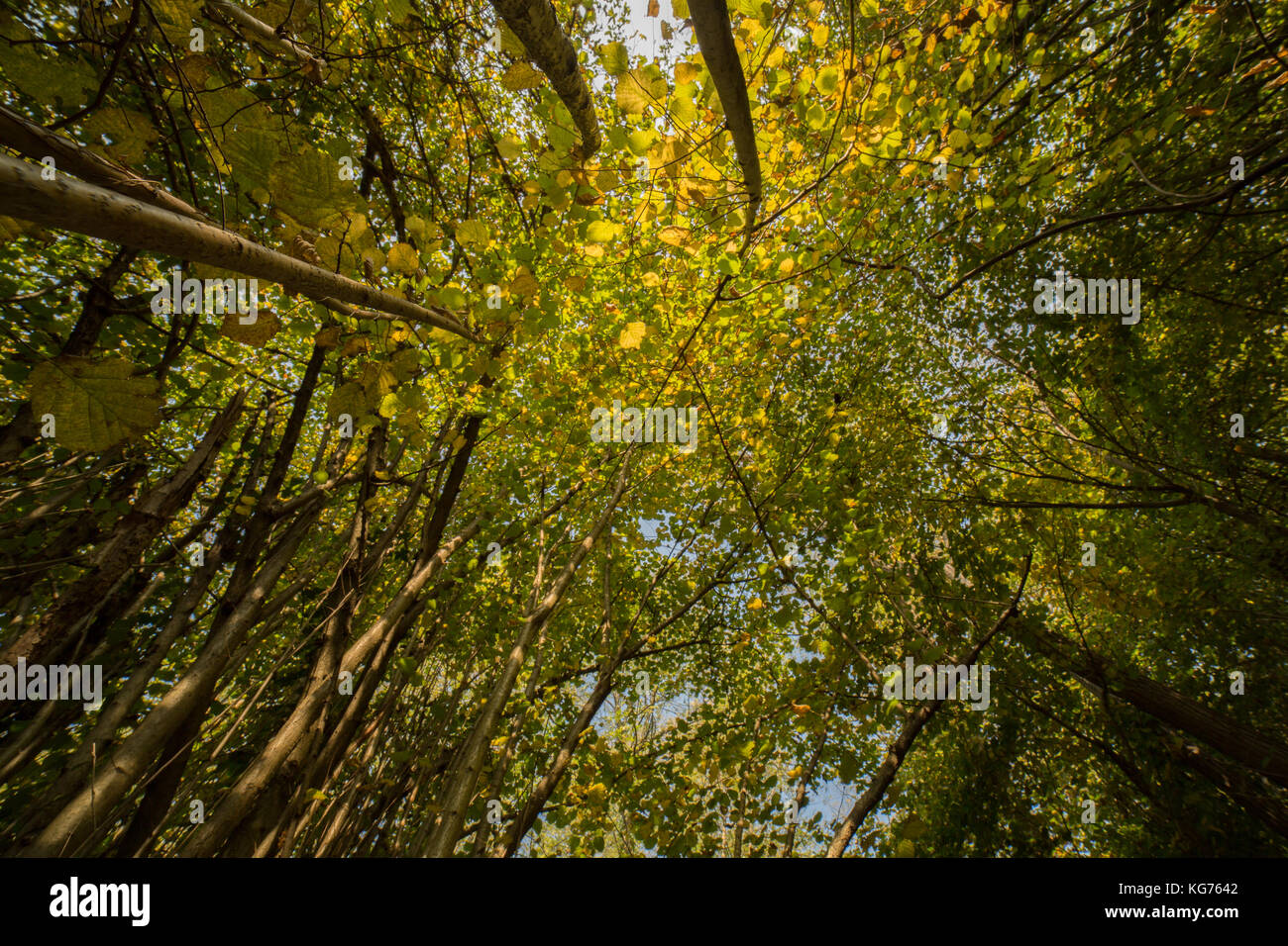 trees and vegetation, framed from the bottom with a wide angle with a ...