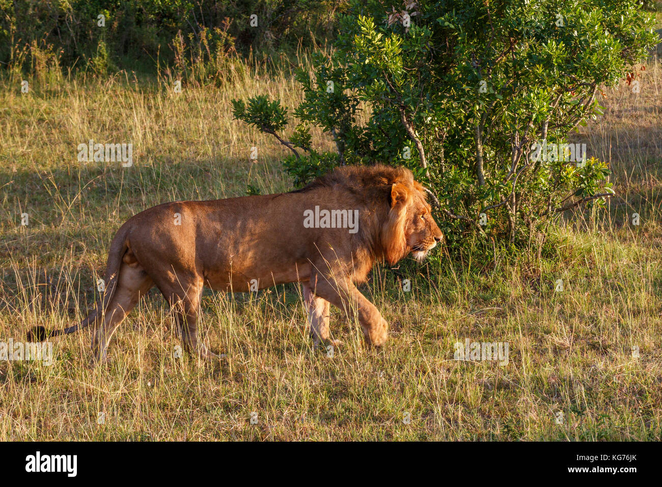 Lion savanna hi-res stock photography and images - Alamy