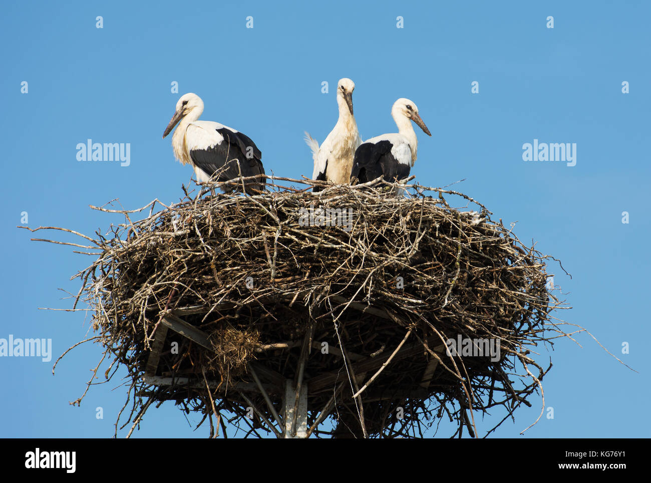 Standing in large nest hi-res stock photography and images - Alamy