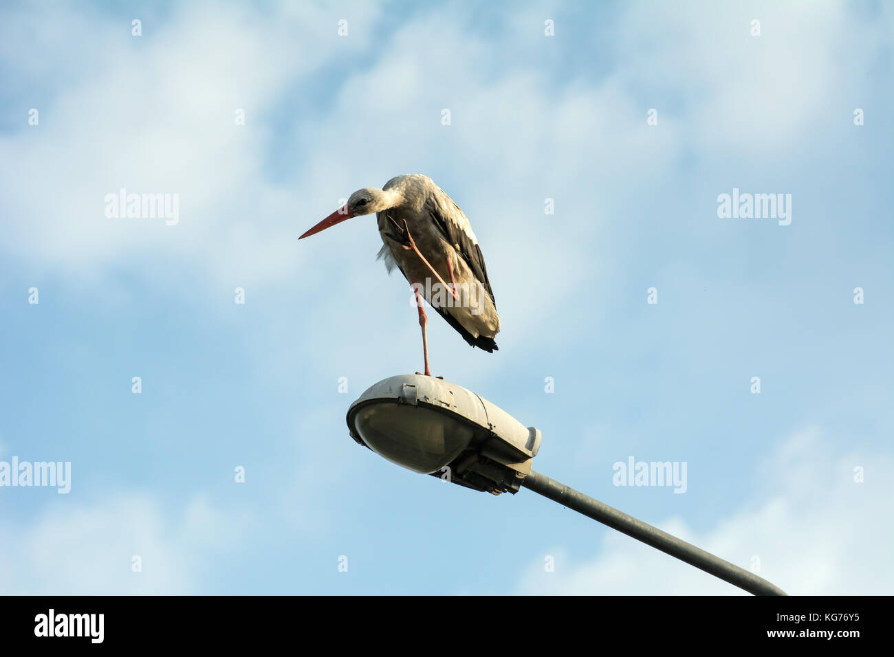 A stork standing on top of a street lamp, scrathing its neck with its ...
