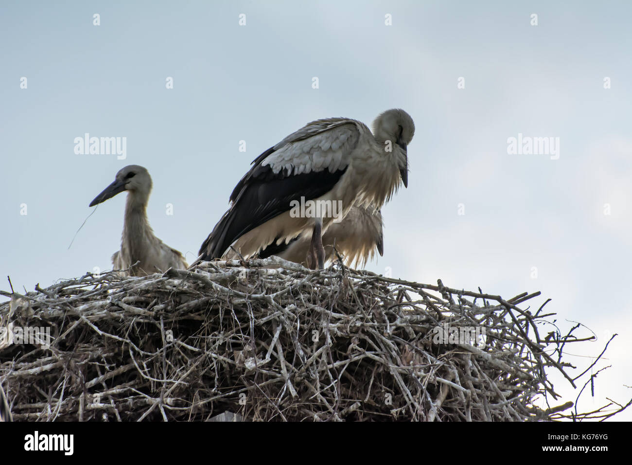 Resting at nest hi-res stock photography and images - Alamy