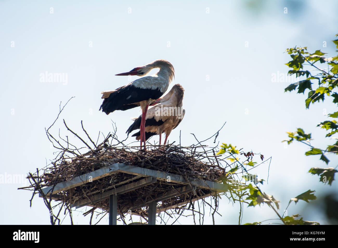 Two storks standing in their nest and rattling Stock Photo - Alamy