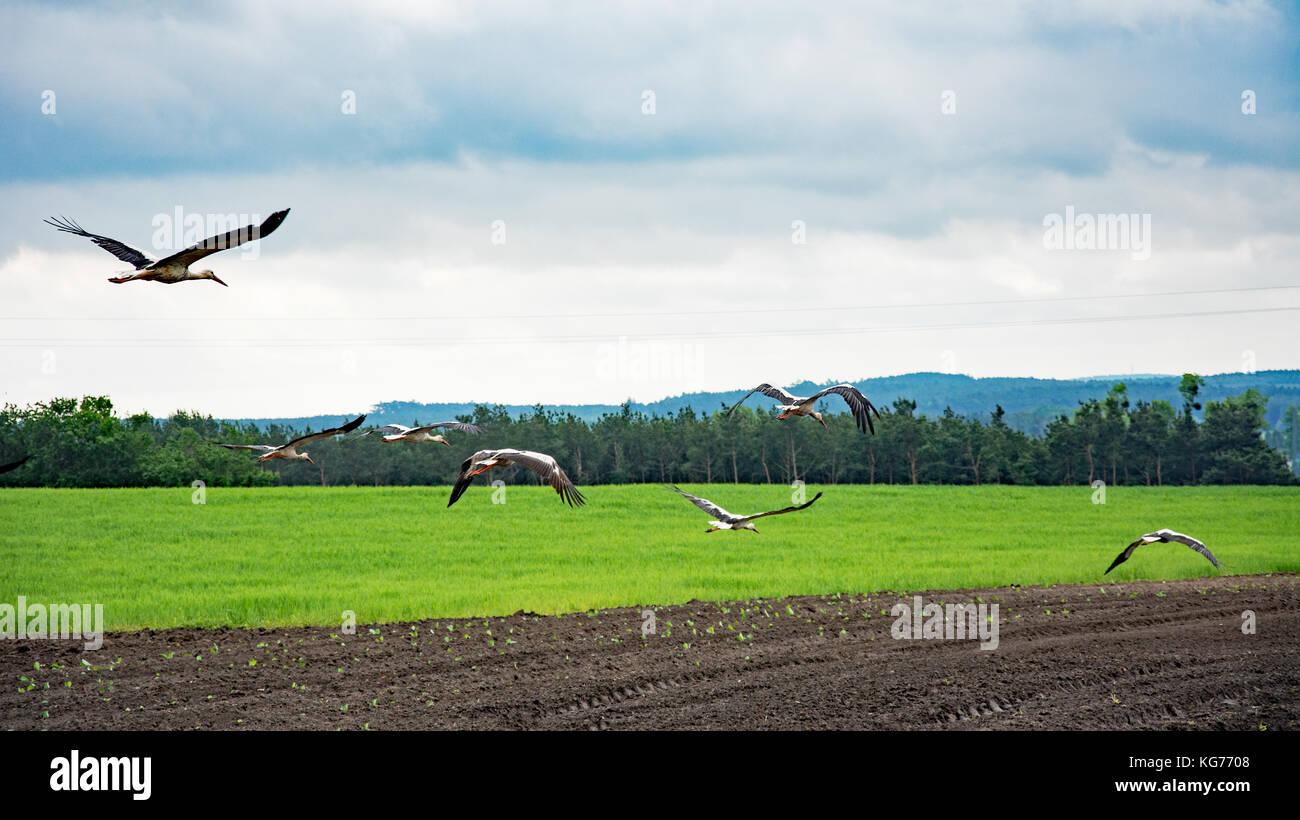 Polish countryside hi-res stock photography and images - Alamy