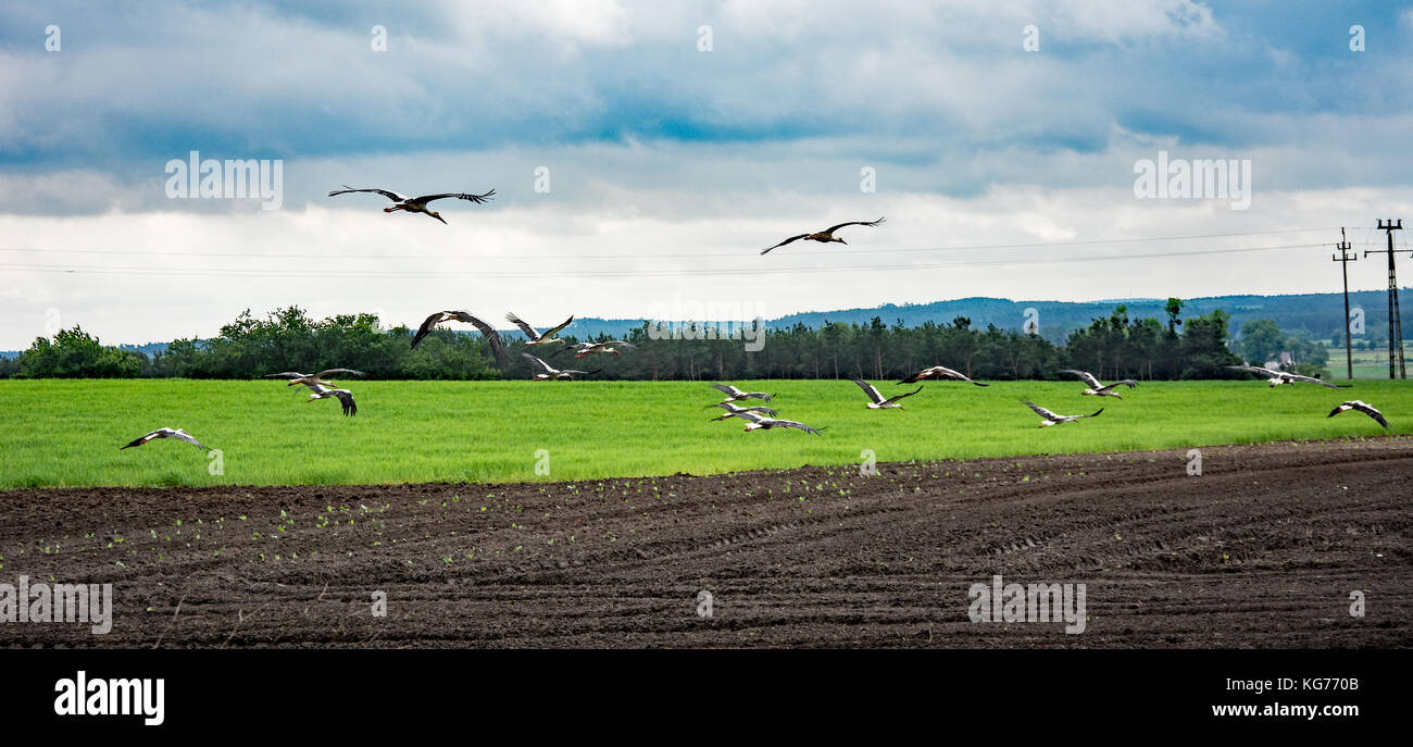 Polish countryside hi-res stock photography and images - Alamy