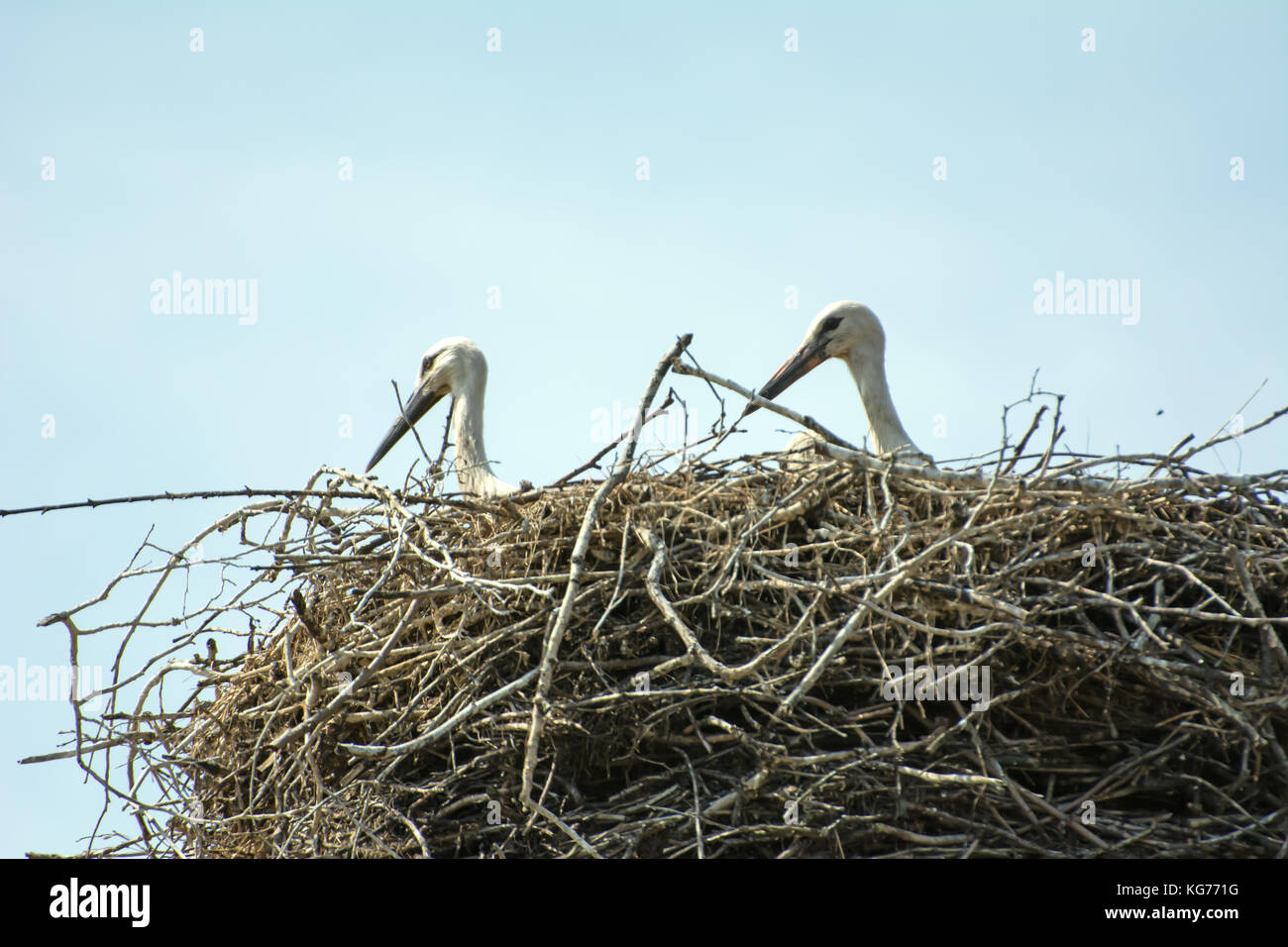 Two white storks at nest hi-res stock photography and images - Alamy
