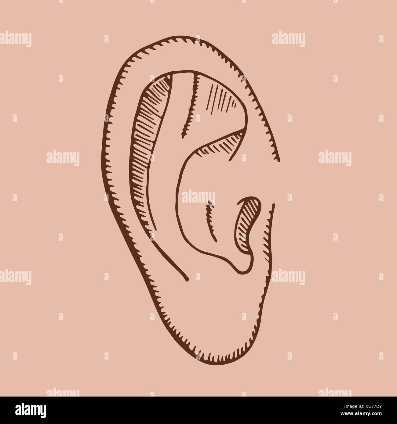 Ear Drawing High Resolution Stock Photography and Images - Alamy