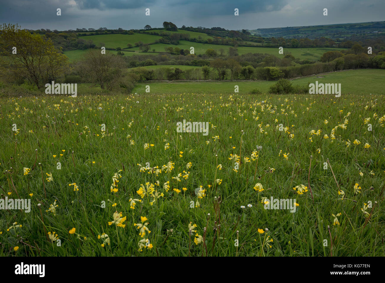 Cowslips, Primula veris, in unimproved pasture at the Lower Kingcombe ...