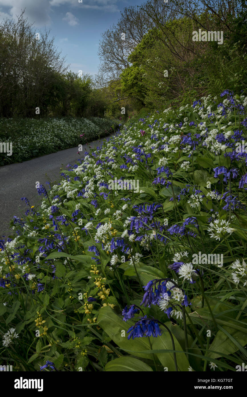 Beautiful flowery roadside verge in spring, with bluebells, wild garlic ...