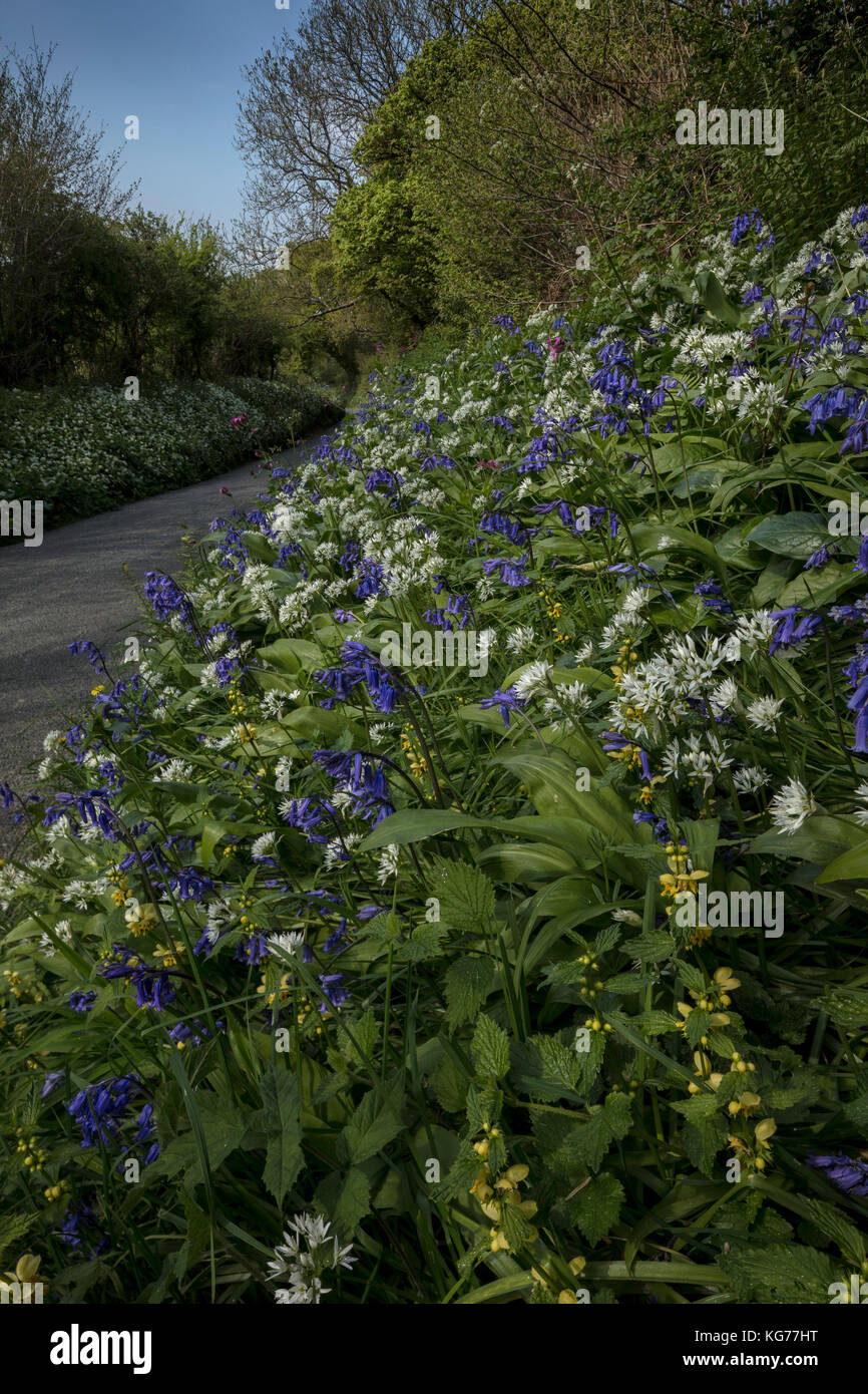 Beautiful flowery roadside verge in spring, with bluebells, wild garlic ...