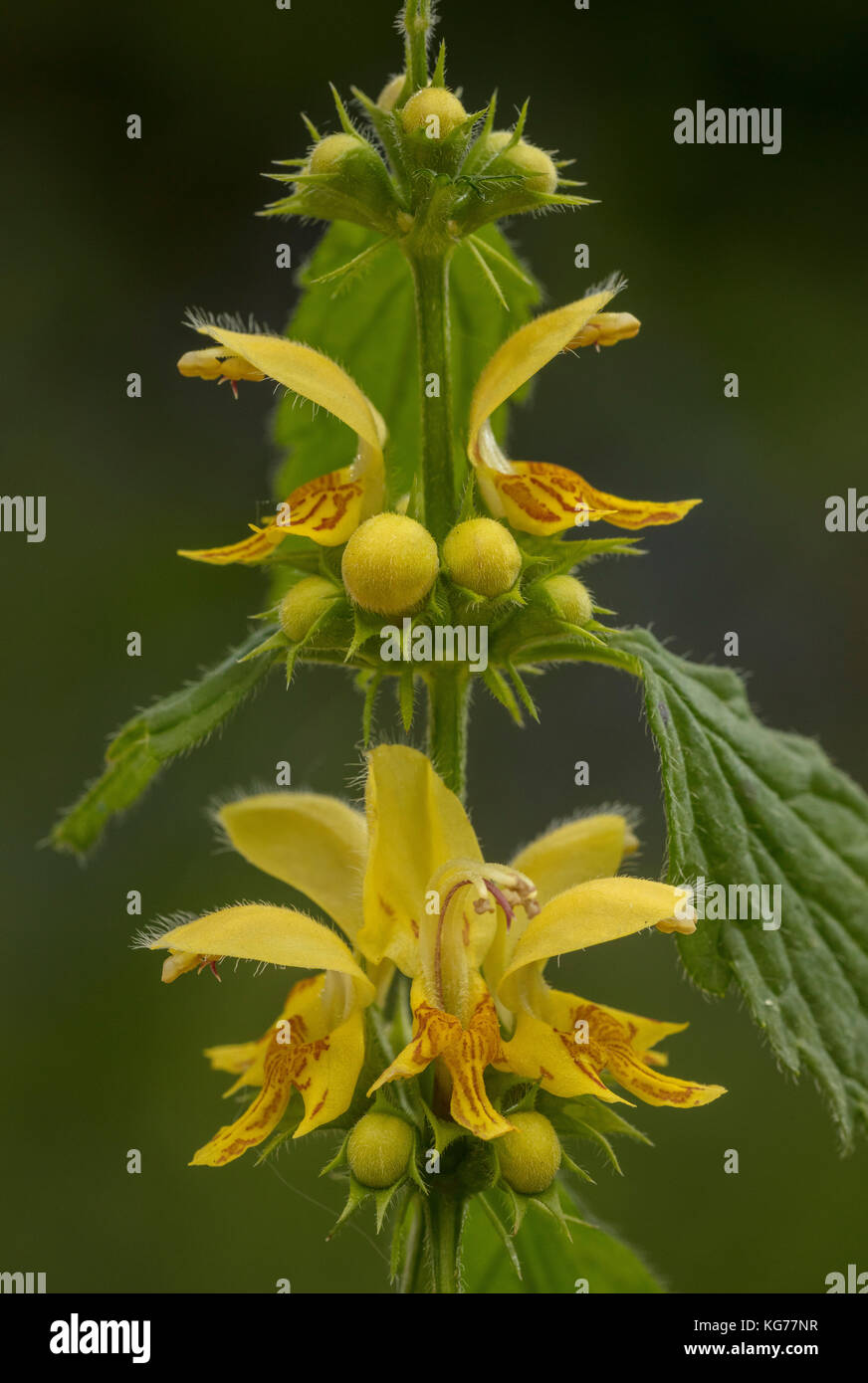 Yellow archangel, Lamiastrum galeobdolon, in flower in spring woodland ...