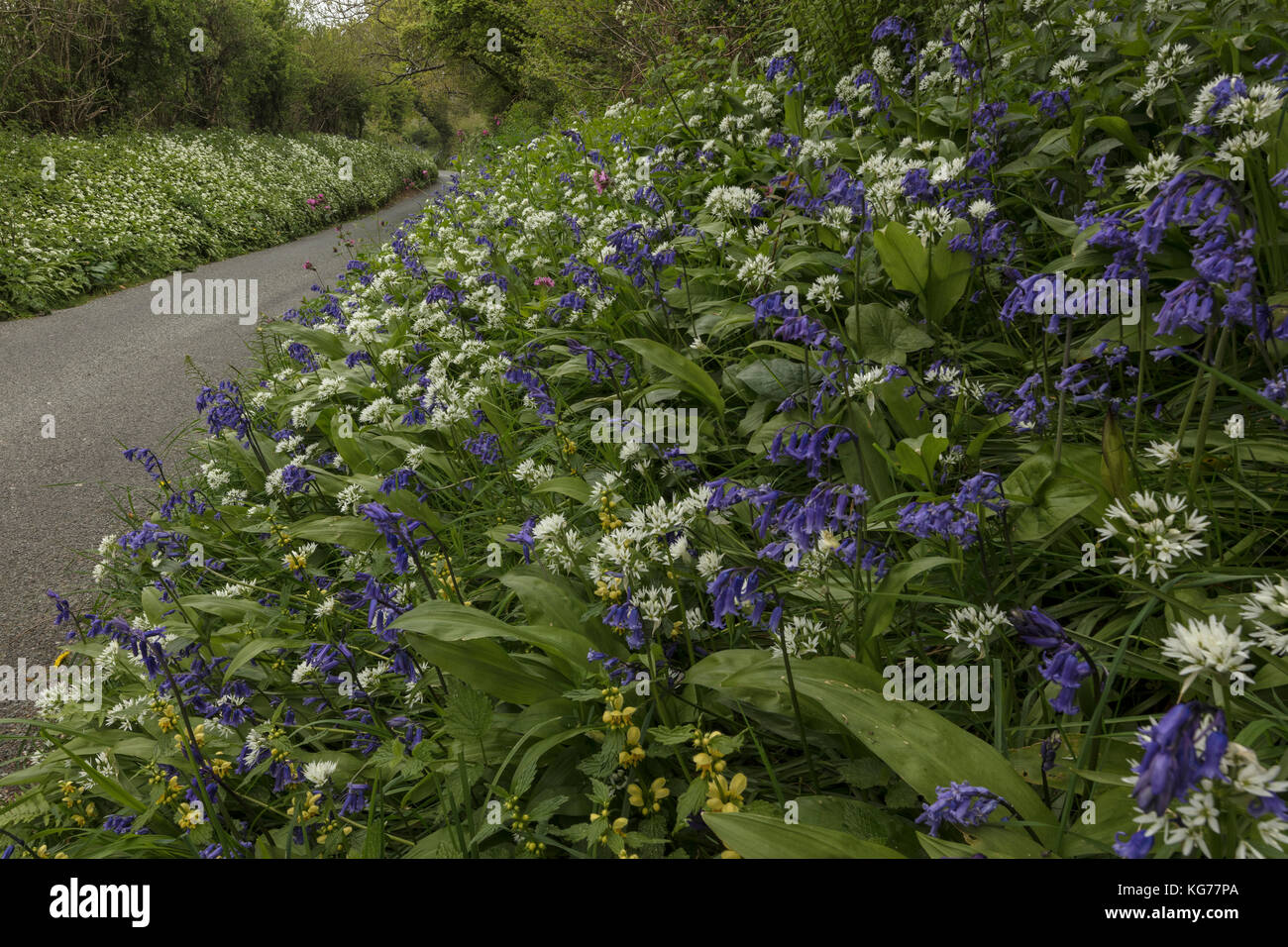 Beautiful flowery roadside verge in spring, with bluebells, wild garlic ...