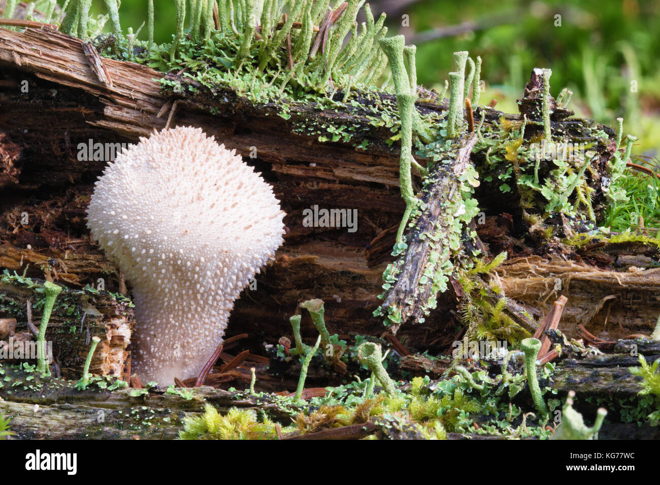 Common puffball fungus hi-res stock photography and images - Alamy