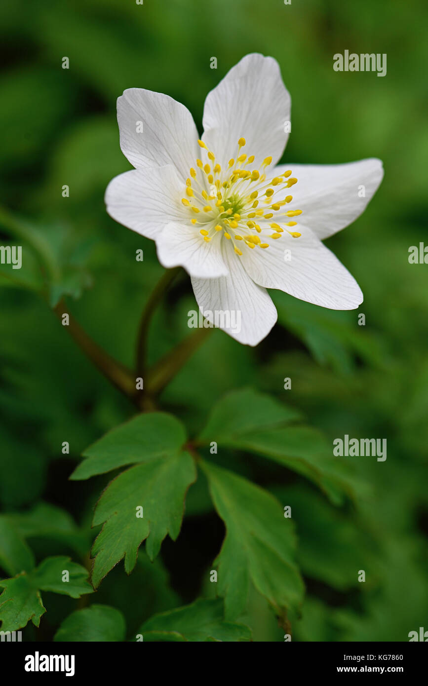 Close-up image of the delicate woodland flower Anemone nemorosa also ...