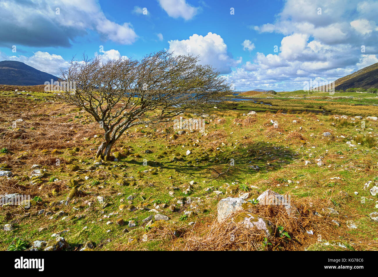 beautiful scenic rural countryside landscape from connemara national ...