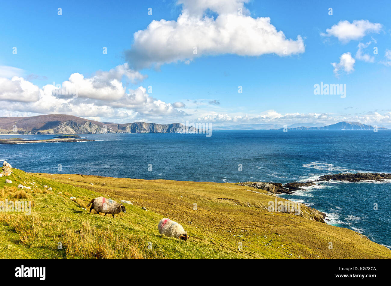 beautiful rural irish country nature sheep landscape from the north ...
