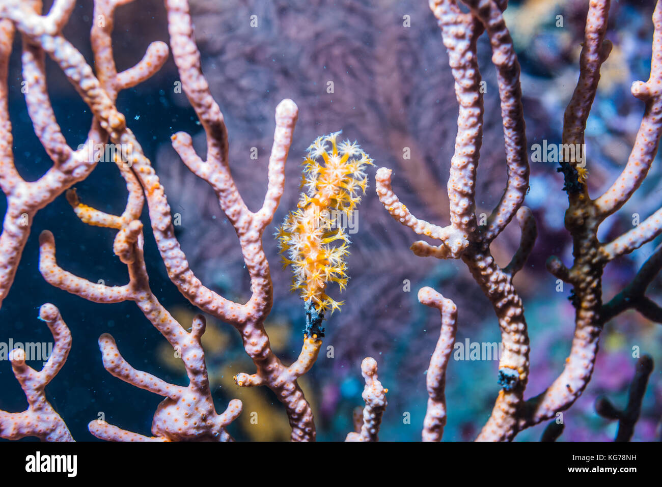 Marine flower hi-res stock photography and images - Alamy