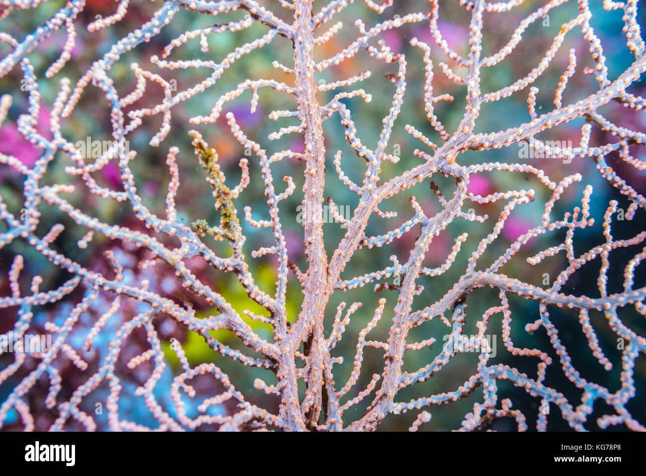 Pink gorgonian sea fan hi-res stock photography and images - Alamy