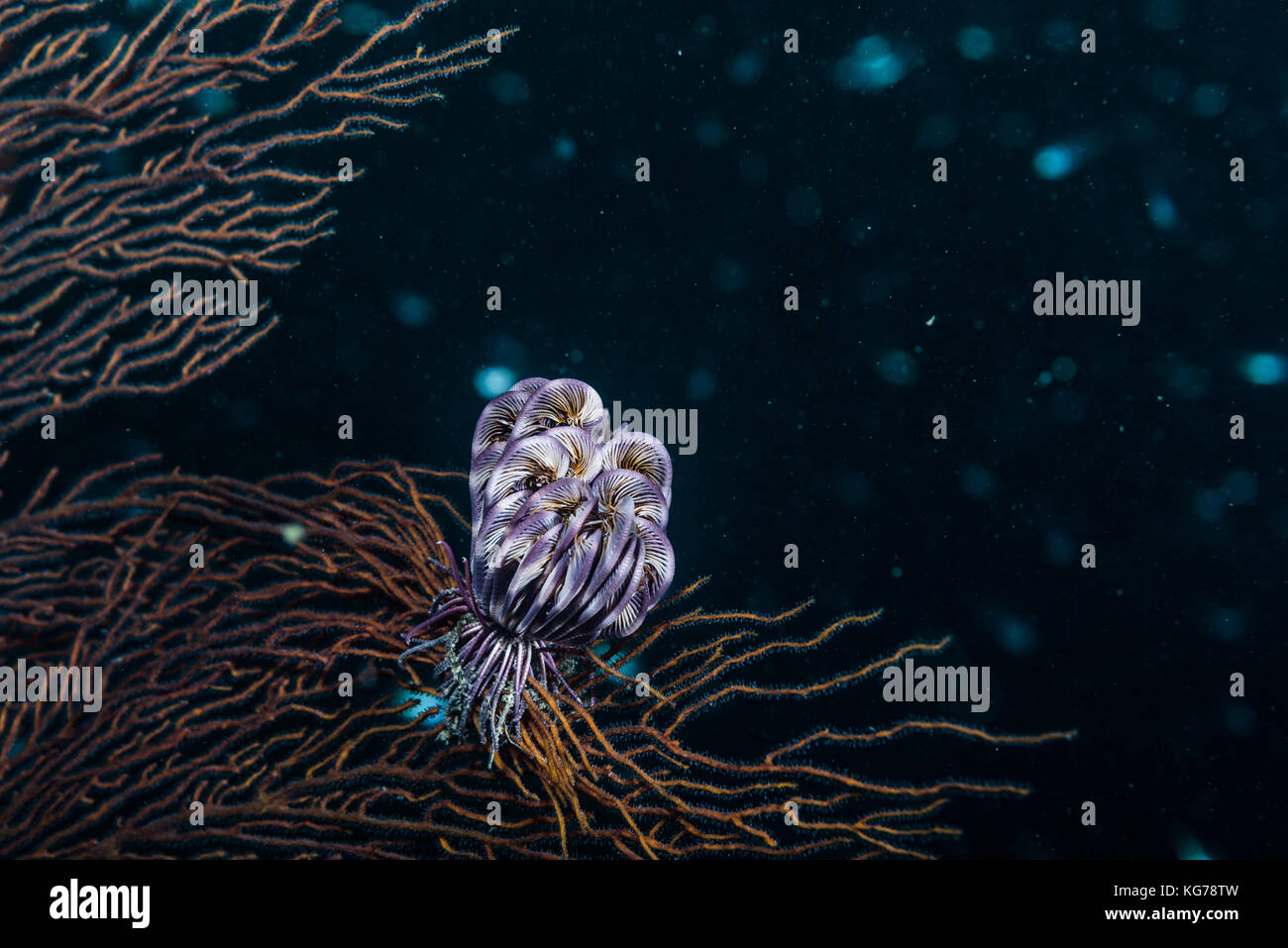 Feather star on fan coral hi-res stock photography and images - Alamy