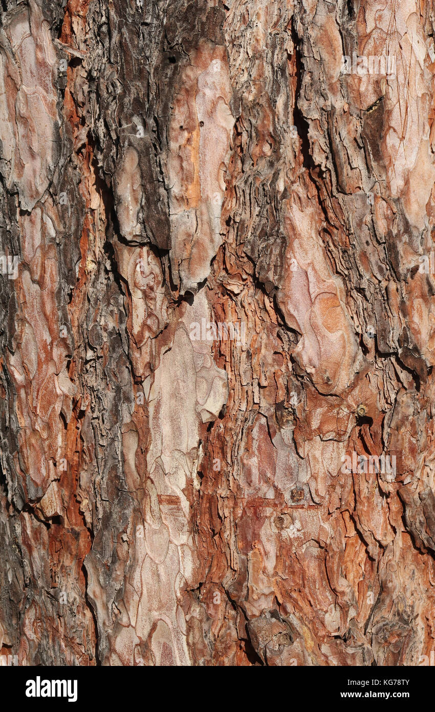 Pine bark texture Stock Photo - Alamy