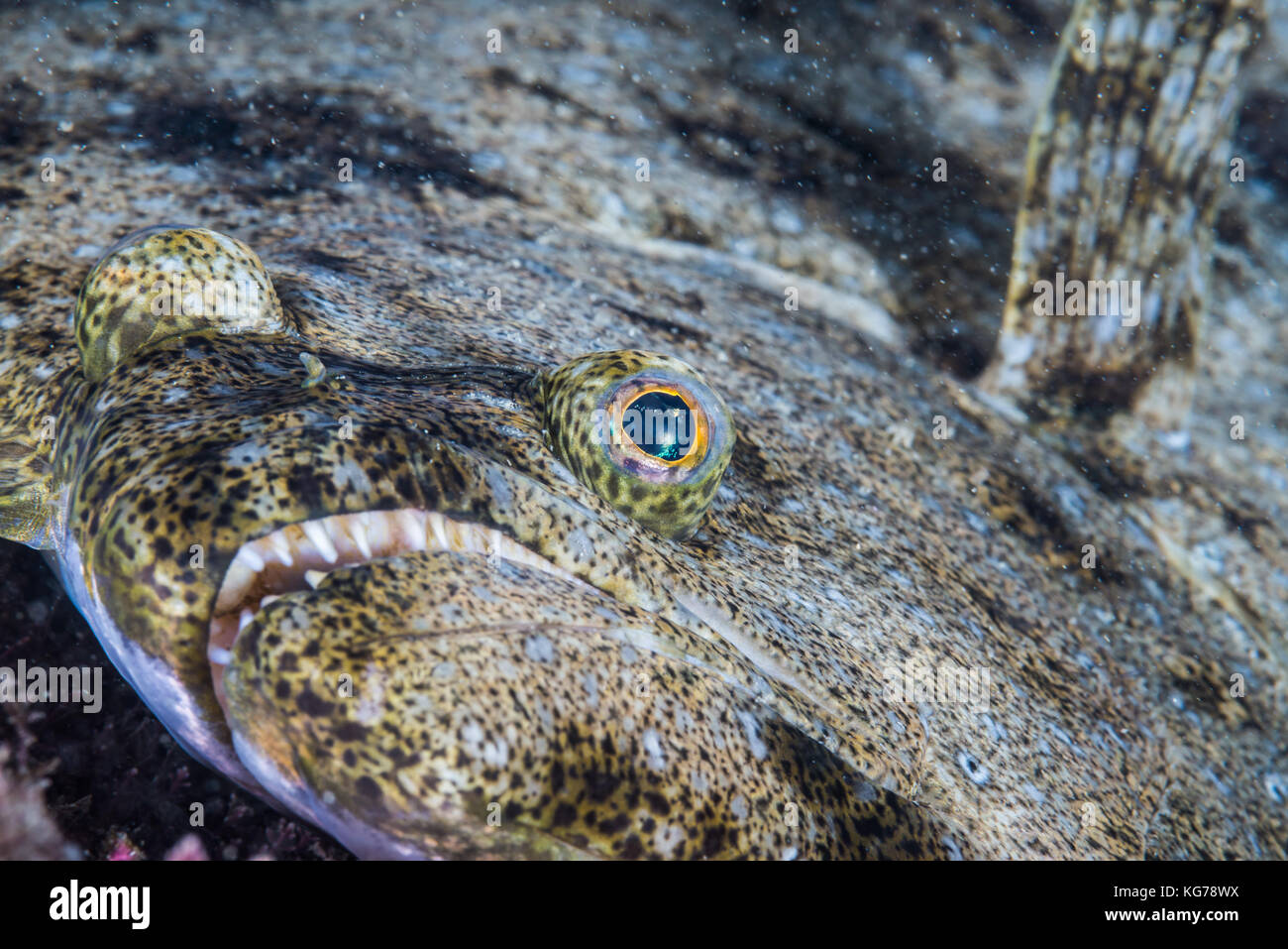 Bastard halibut, Paralichthys olivaceus (Temminck & Schlegel, 1846), at ...