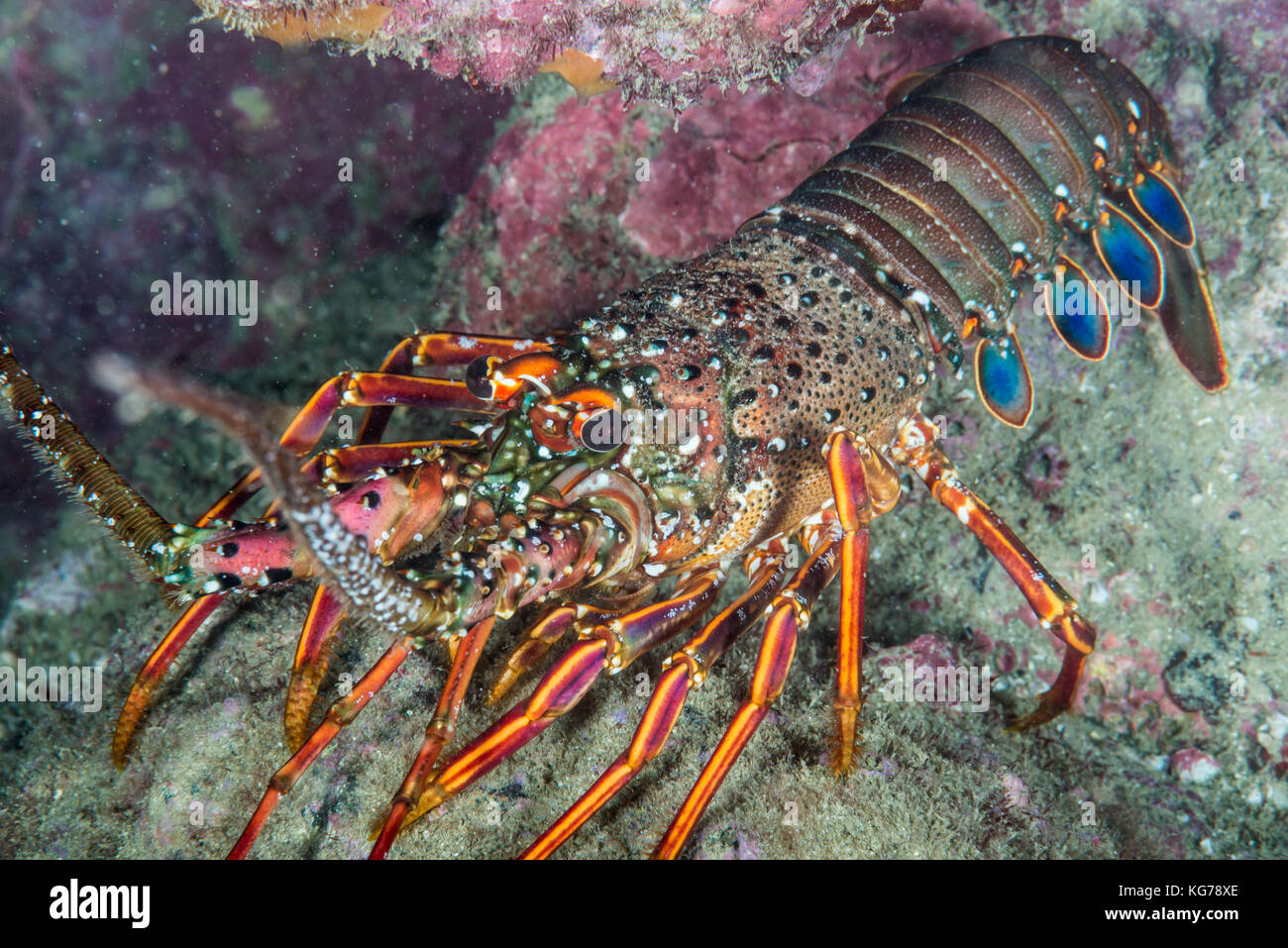 Panulirus japonicus lobster hi-res stock photography and images - Alamy