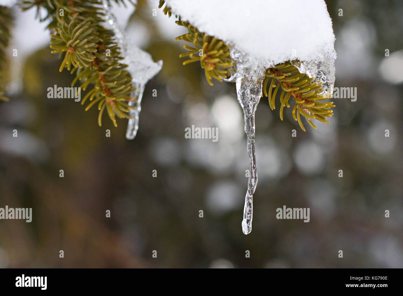 A small icicle with interesting pattern hanging on a green twig in ...