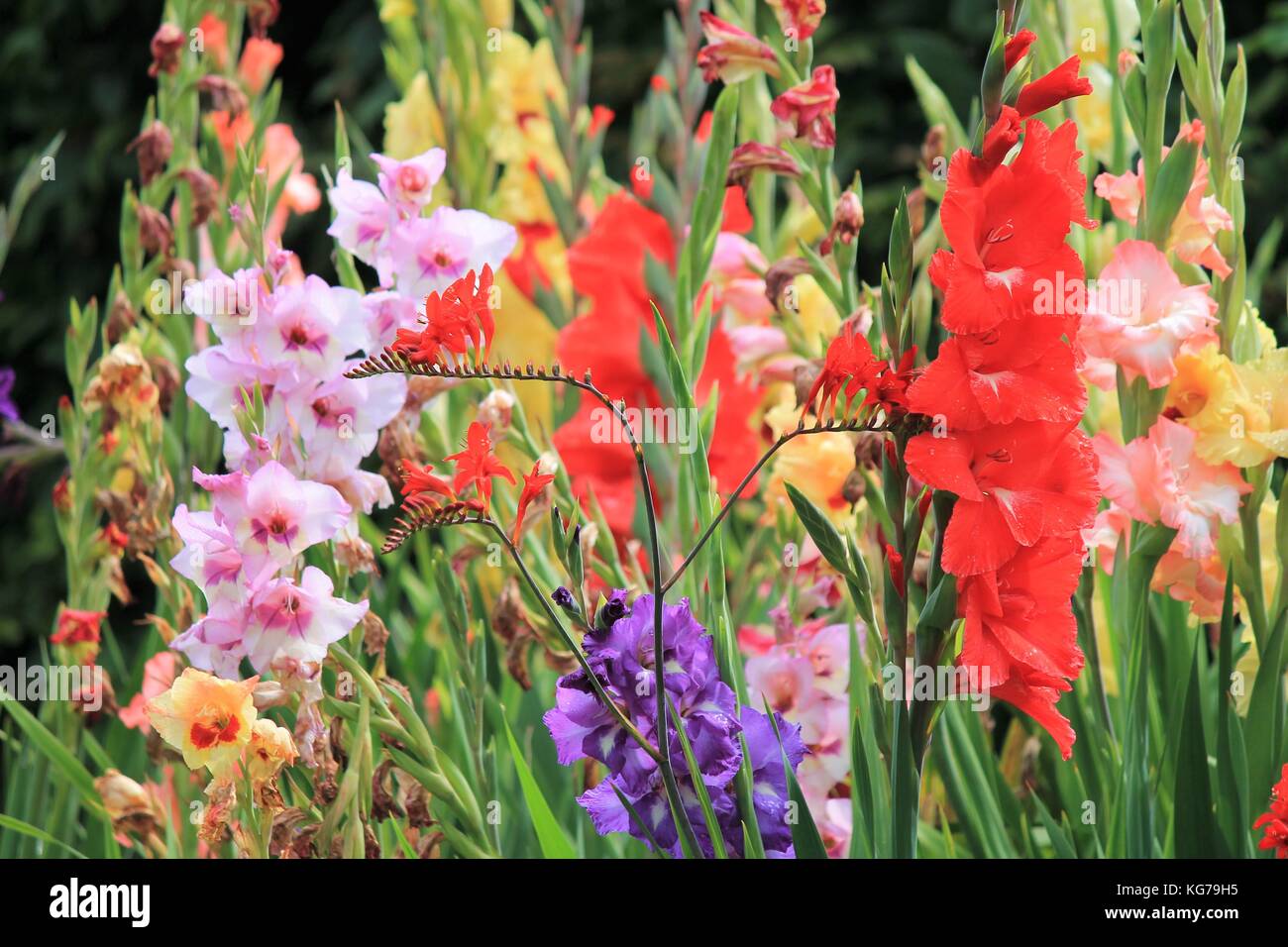 gladiolus gladioli flowers various colours background, stock, photo ...