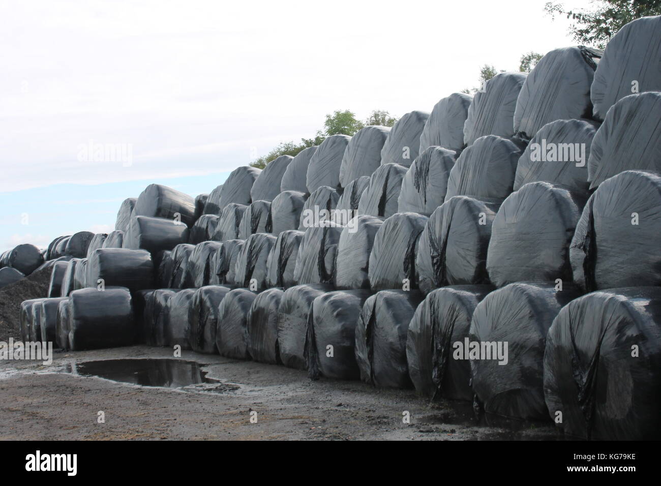 hay bale silage plastic cover stored straw cereal rolls Stock Photo - Alamy