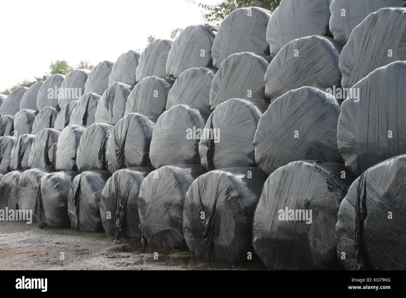 hay bale silage plastic cover stored straw cereal rolls Stock Photo - Alamy