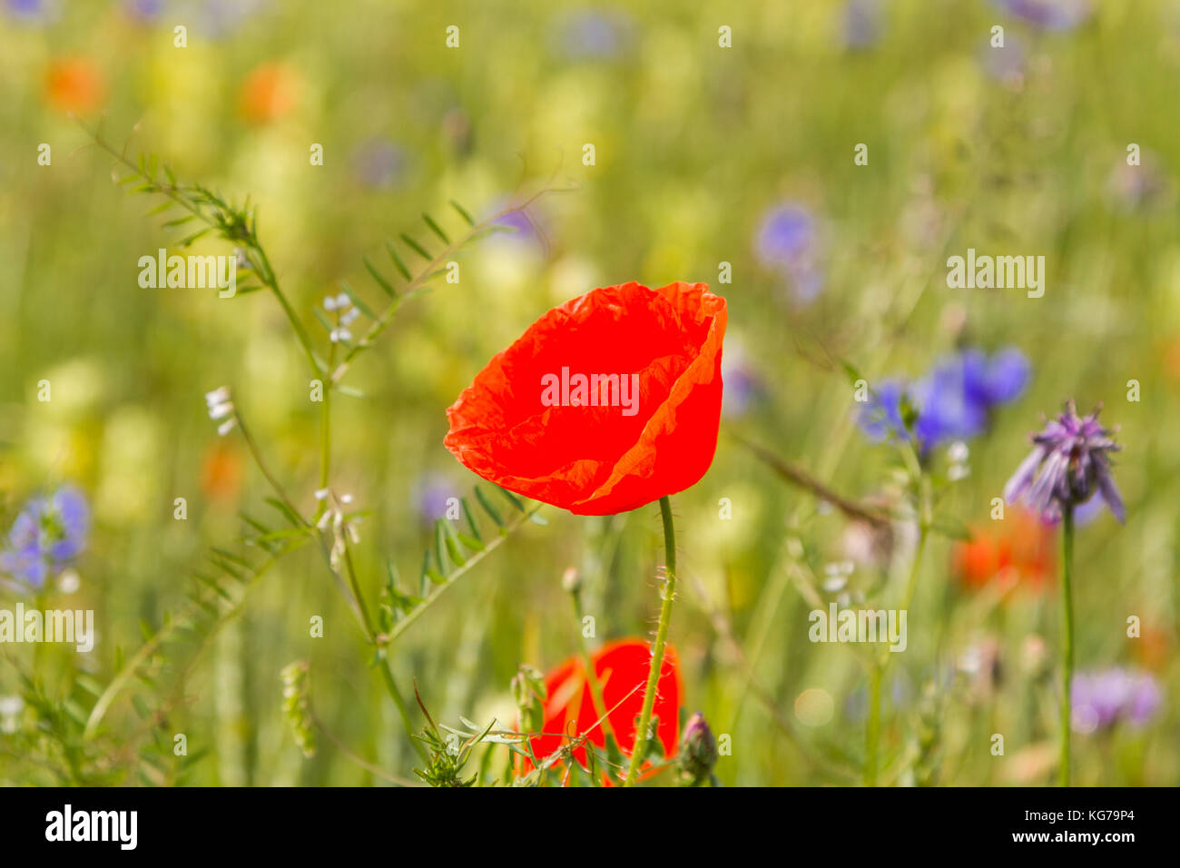 Blumenteppich hi-res stock photography and images - Alamy