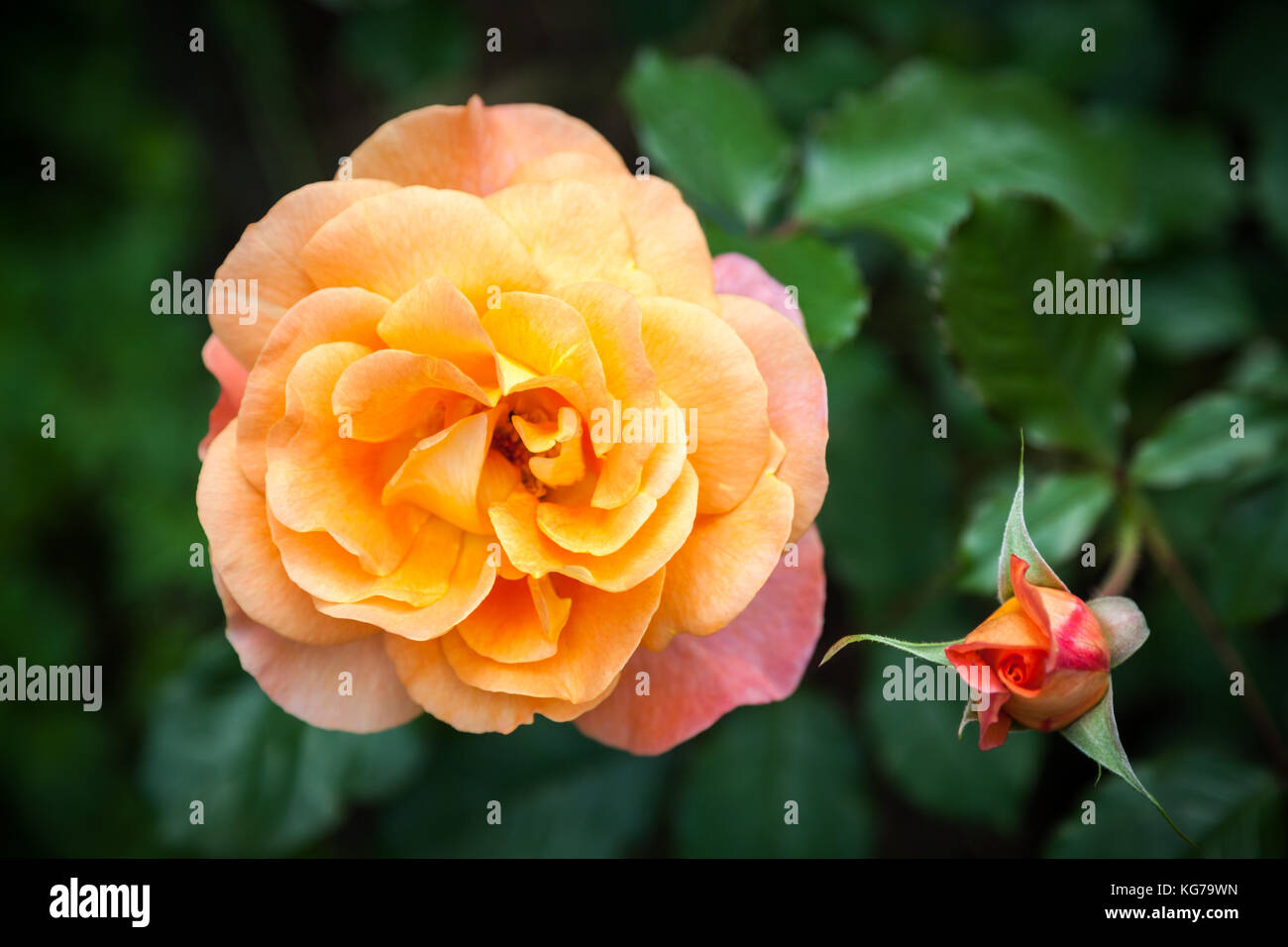 Salmon pink rose with a bud. Natural green blurred background Stock ...