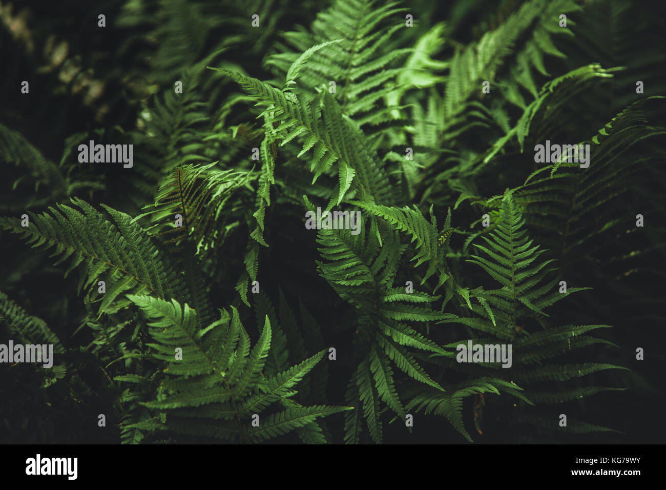 Beautiful green fern leaves. Fern bush. Night Stock Photo - Alamy